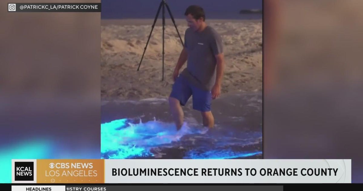 WATCH: Algae lights up ocean in Laguna Beach - CBS Los Angeles