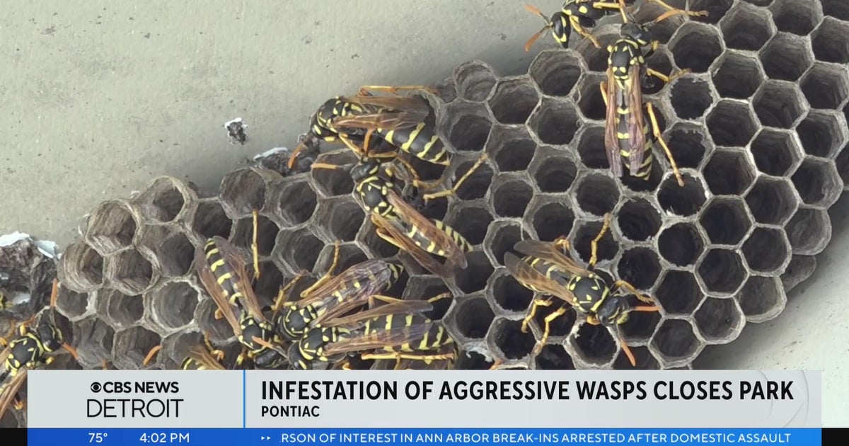 Infestation of aggressive wasps closes Pontiac park for almost a month ...