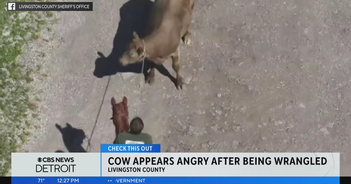 VIDEO: Angry cow wrangled after crashing through several fences in ...