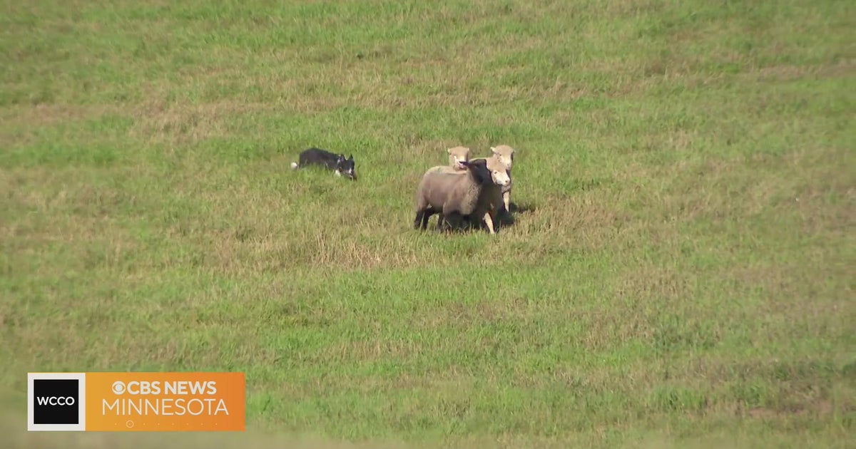 Border collies head to Hudson for sheep herding competition - CBS Minnesota