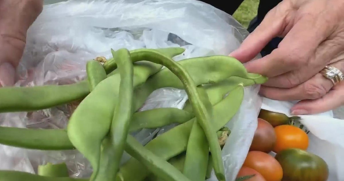 Naperville community garden feeds, higher purpose - CBS Chicago