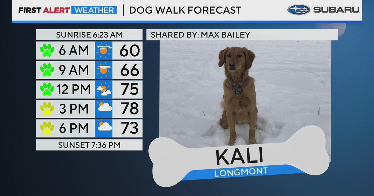 Kali joins Dog Walk Forecast - CBS Colorado