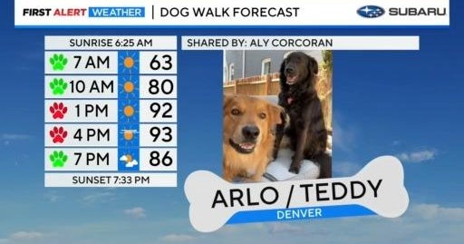 Arlo and Teddy join Dog Walk Forecast - CBS Colorado