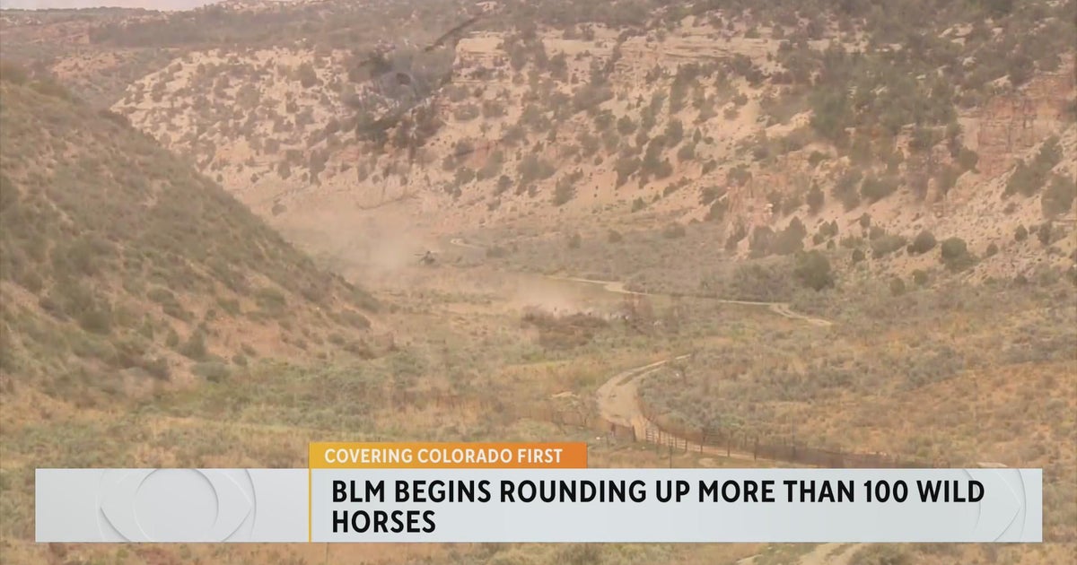 BLM begins rounding up 100+ wild horses - CBS Colorado