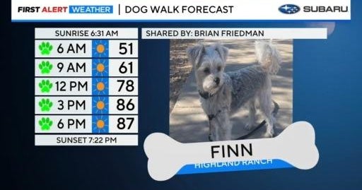 Finn joins Dog Walk Forecast - CBS Colorado