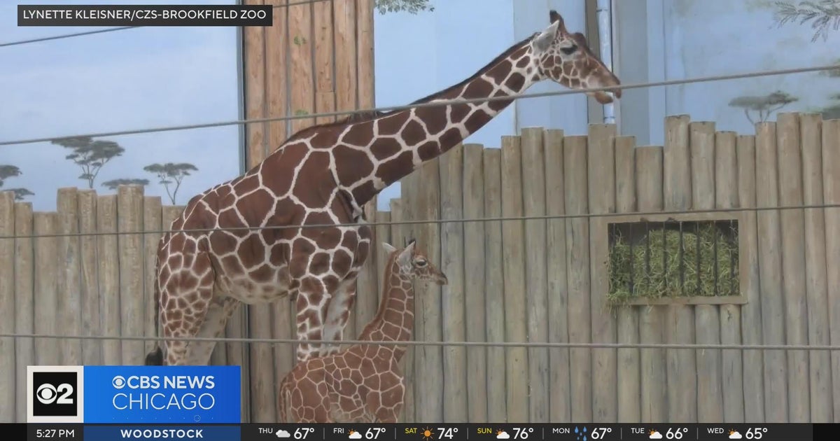 Brookfield Zoo debuts baby giraffe on Friday - CBS Chicago
