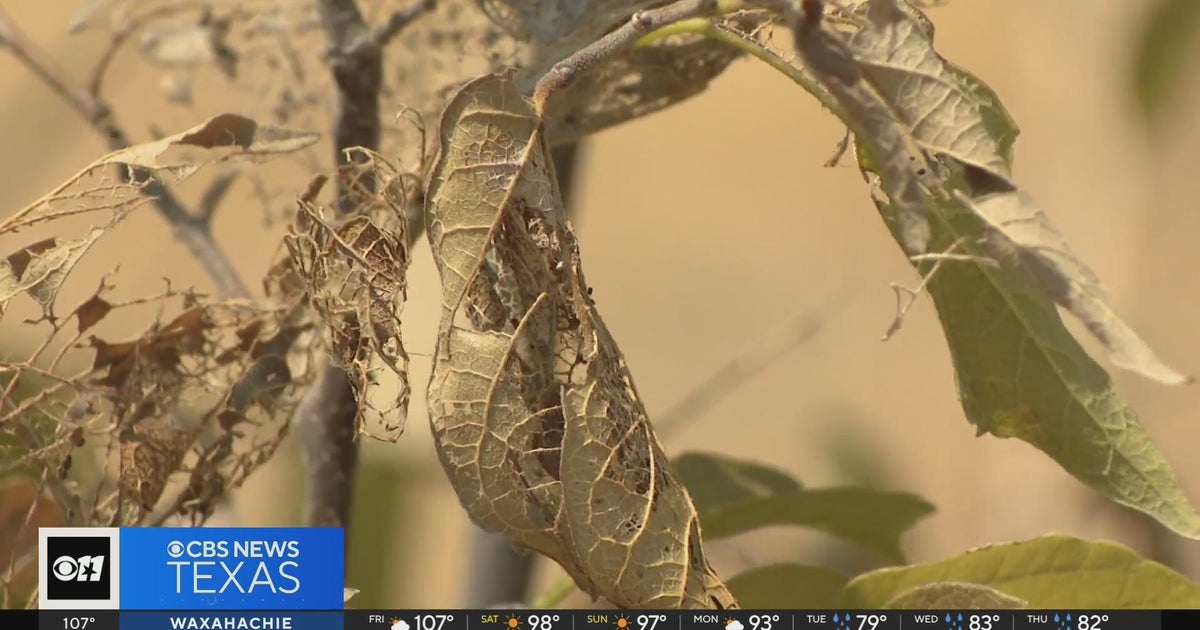 Gardening 101: Heat stress on trees - CBS Texas