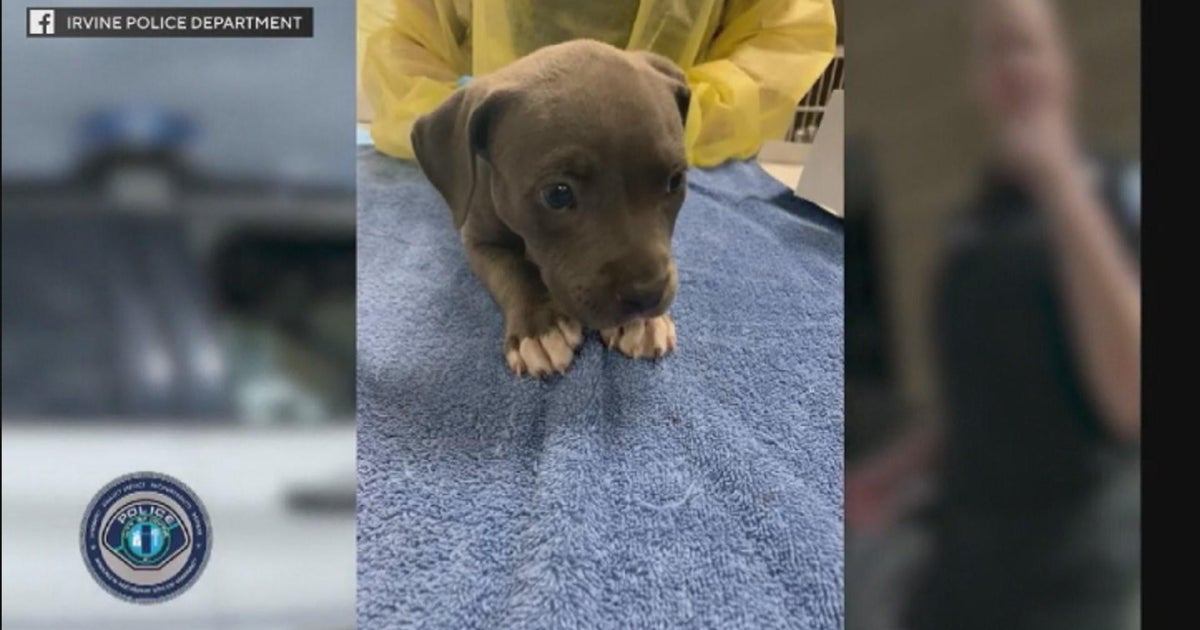 Owners of dog saved by Narcan after fentanyl overdose have drug-related ...