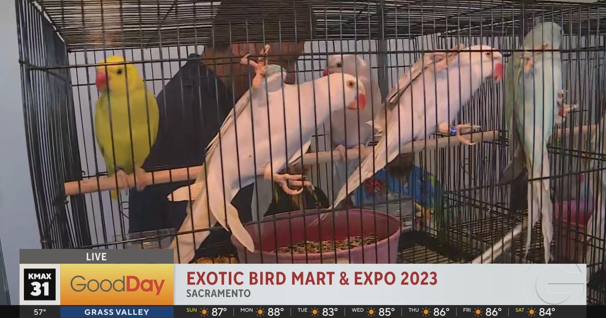 Exotic Bird Mart & Expo 2023 - Good Day Sacramento