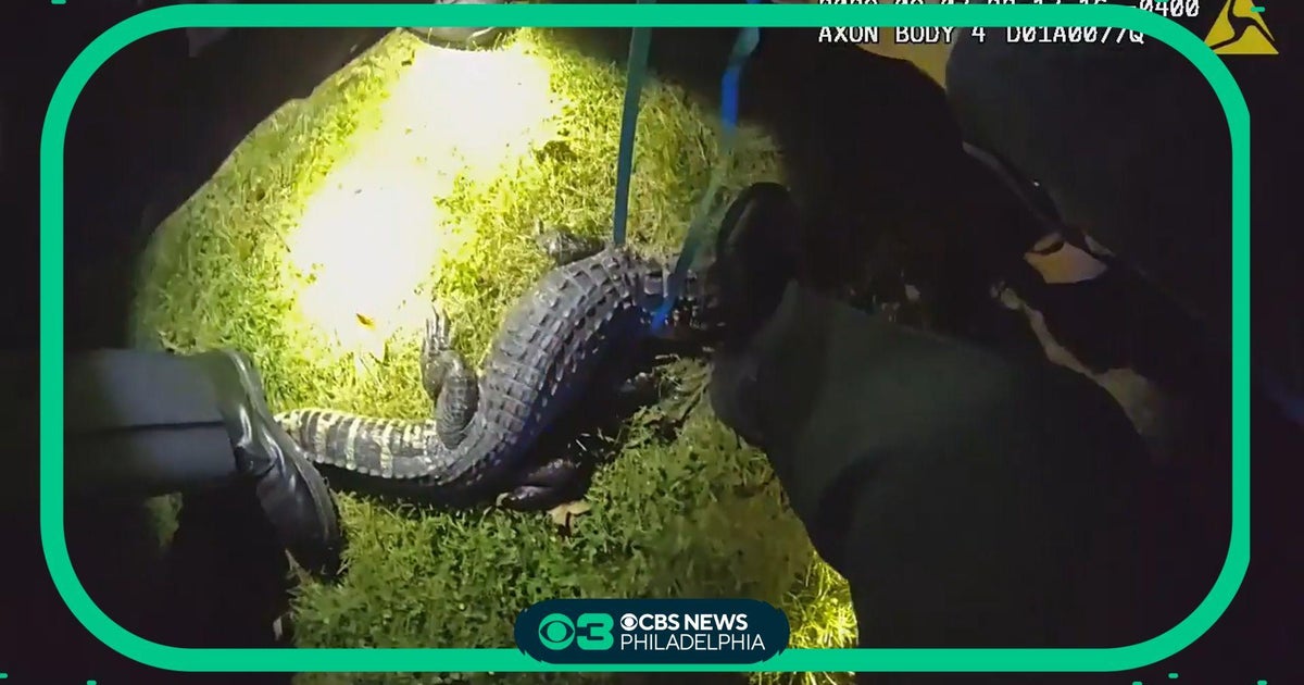 Runaway alligator captured in Piscataway Township, New Jersey - CBS ...