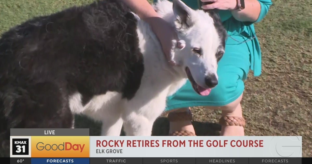 Golf Course Dog Retires - Good Day Sacramento