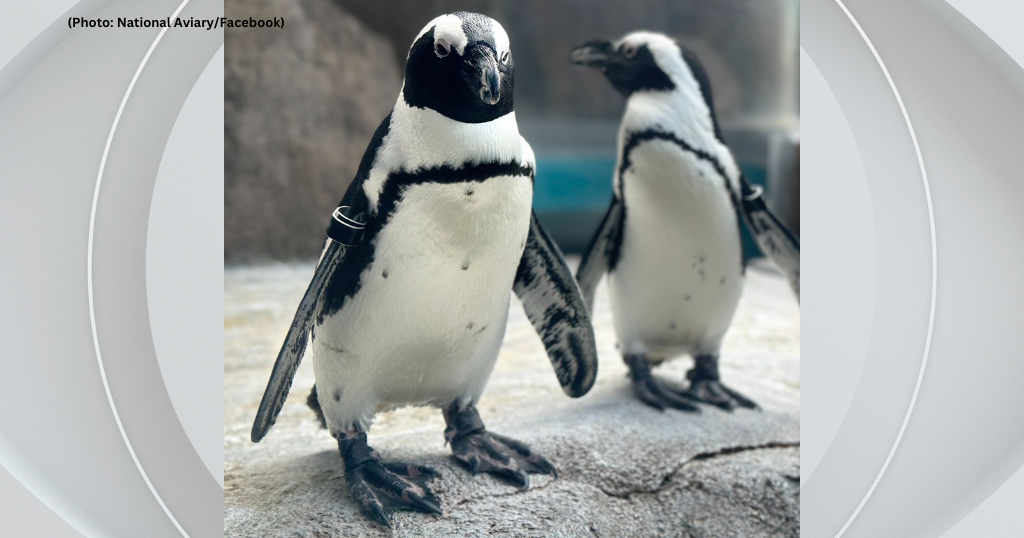 National Aviary welcomes new penguin to its flock - CBS Pittsburgh