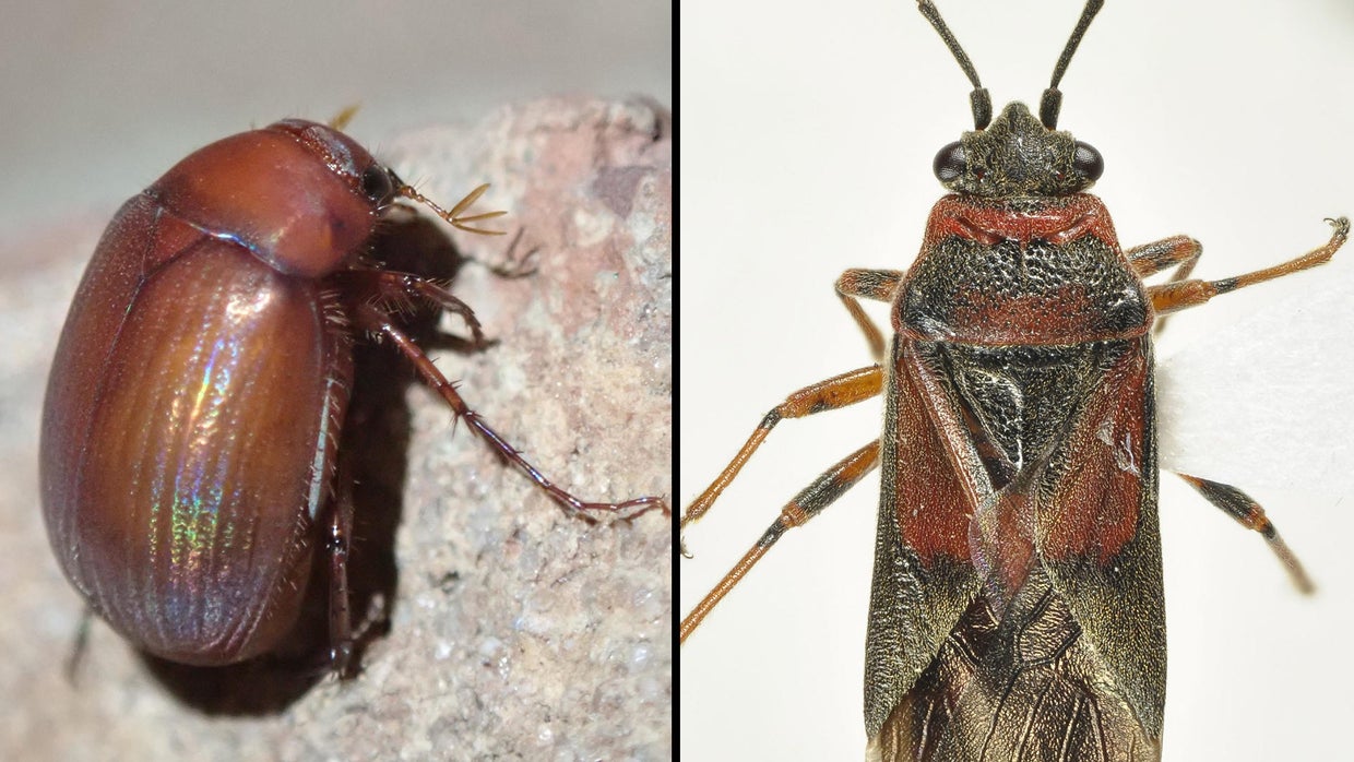 2 species of invasive insects found in Minnesota for first time - CBS ...