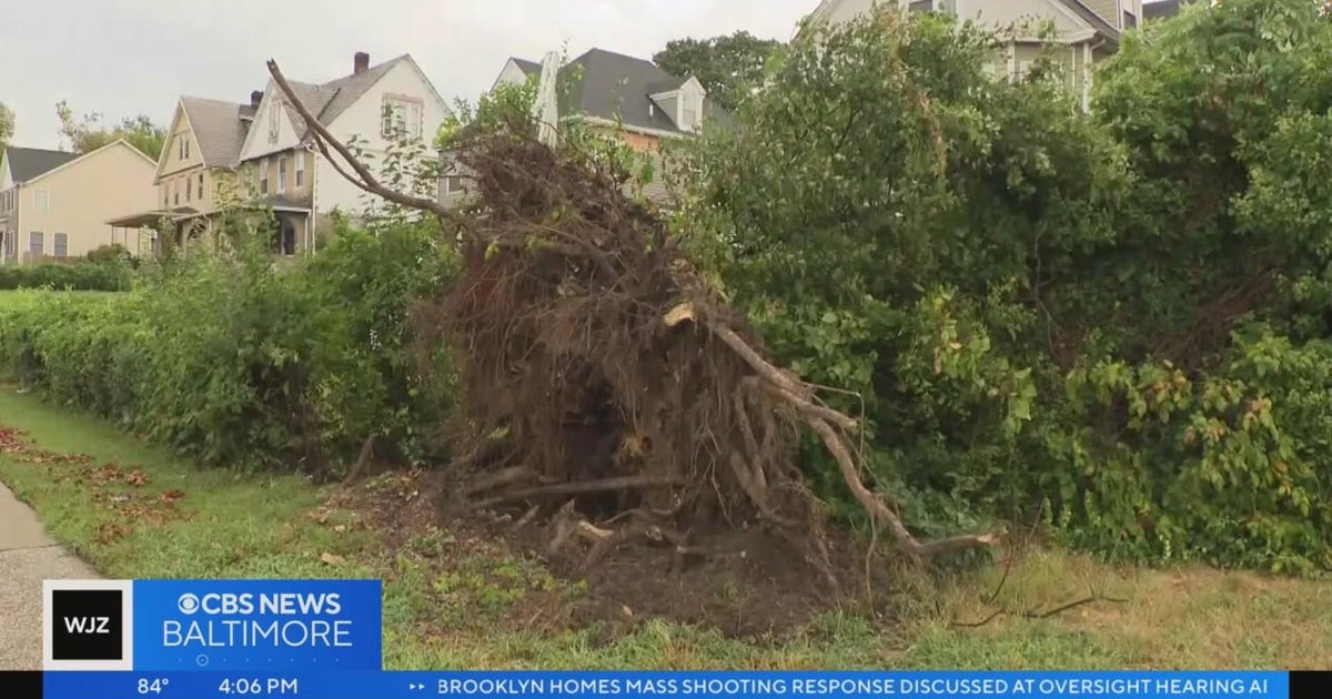 Overnight storms down trees, flood roads and knock power across ...