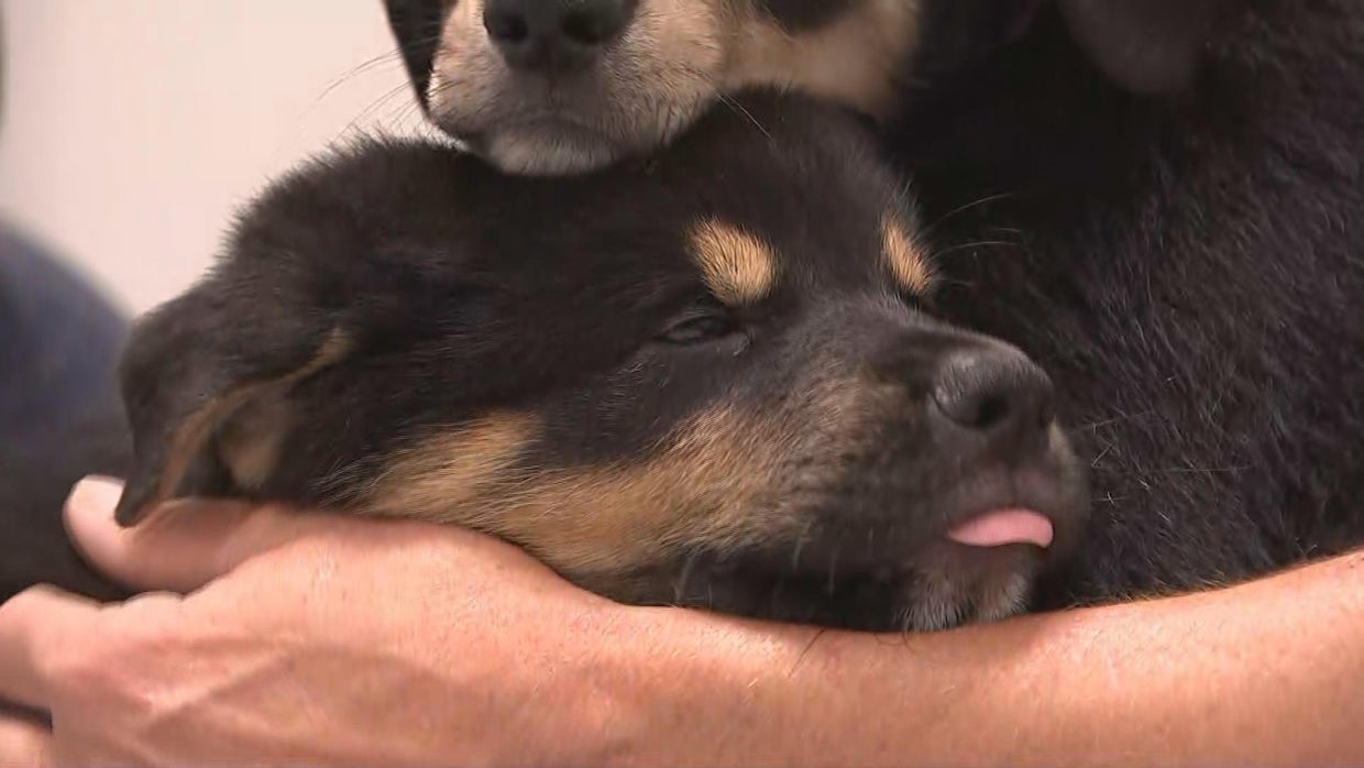 Pet-friendly event and 5K will raise money for Burlington County Animal ...