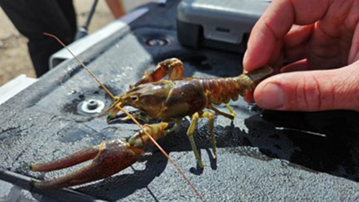 Rusty crayfish found in Lake Granby, invasive species could pose threat ...