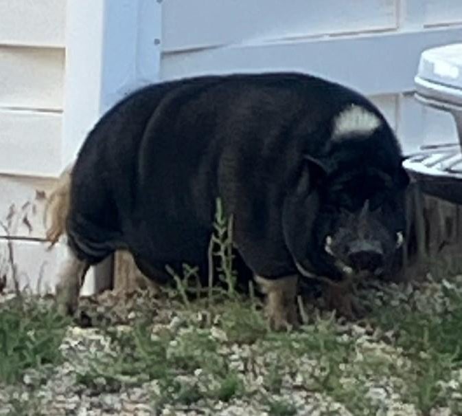 Runaway pot-bellied pig captured by deputies in southern Colorado - CBS ...