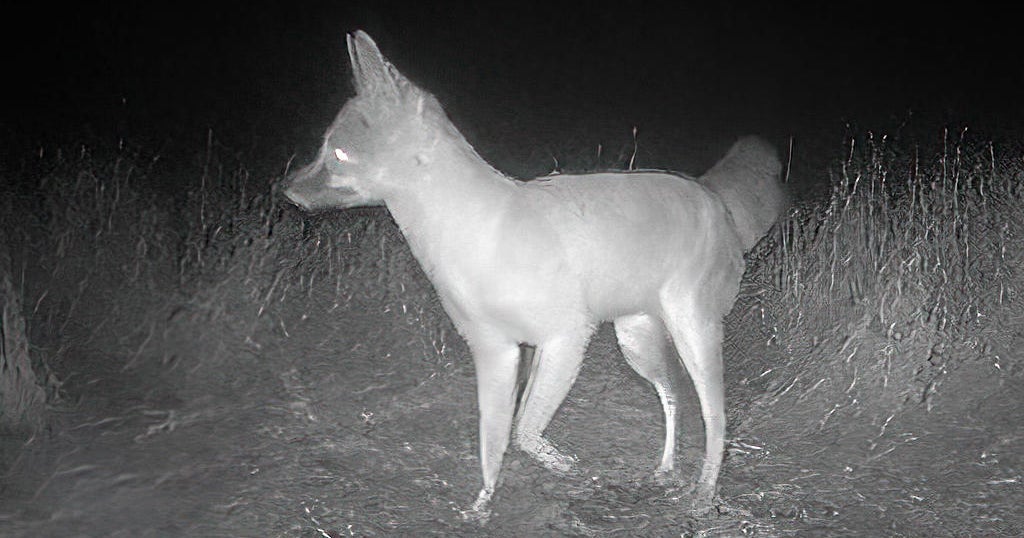 Endangered Central Valley species provides lesson in biodiversity - CBS ...