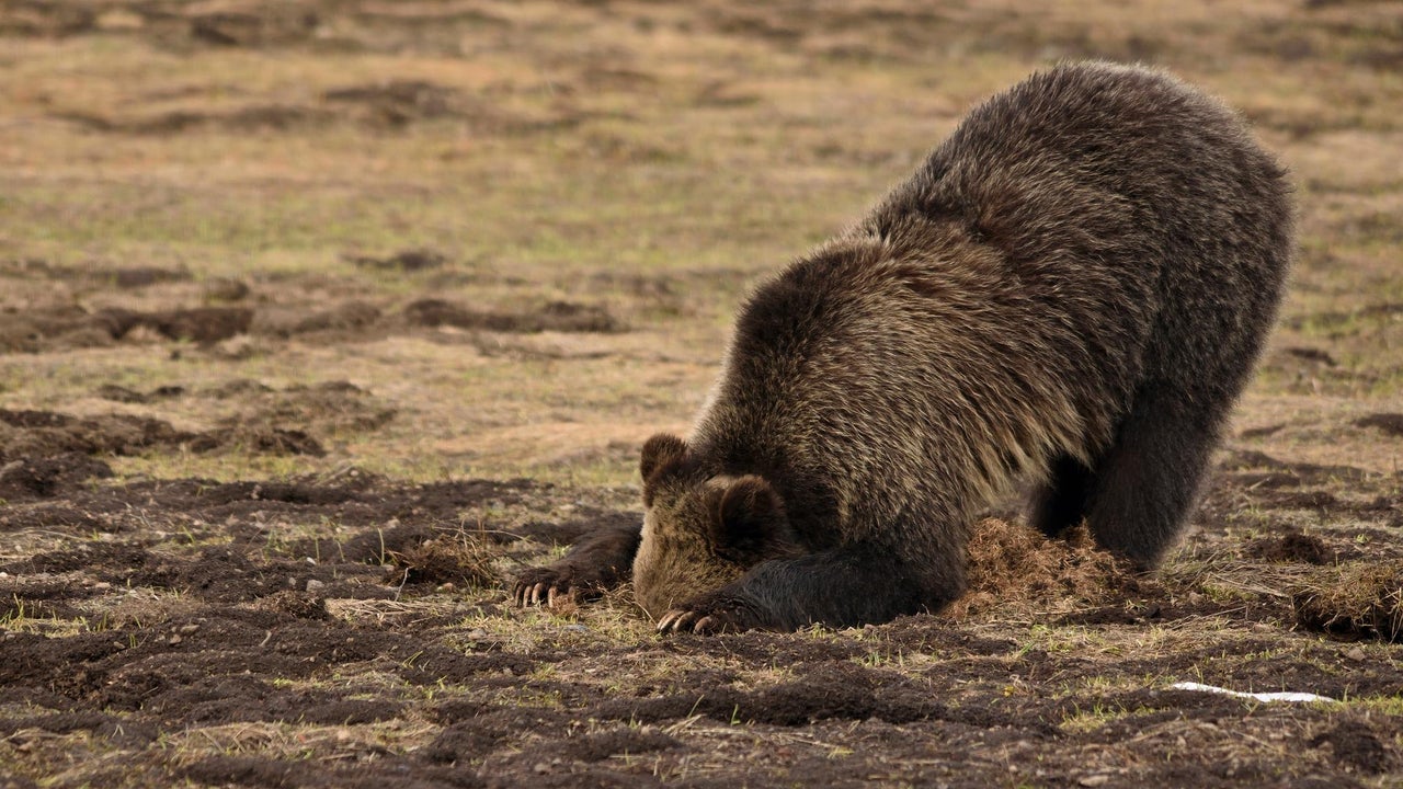 Grizzly Bear news - Today’s latest updates - CBS News