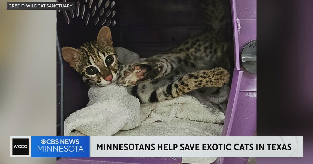Wildcat Sanctuary takes in eight Asian leopard cats - CBS Minnesota
