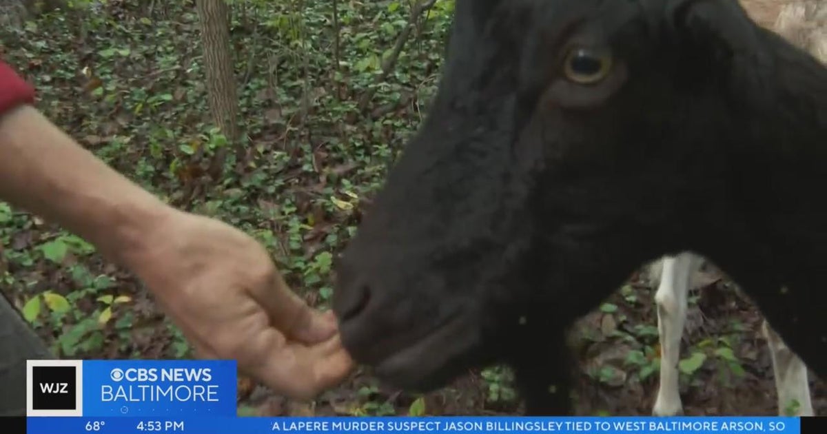 Towson University unleashes goats to munch away at invasive species ...