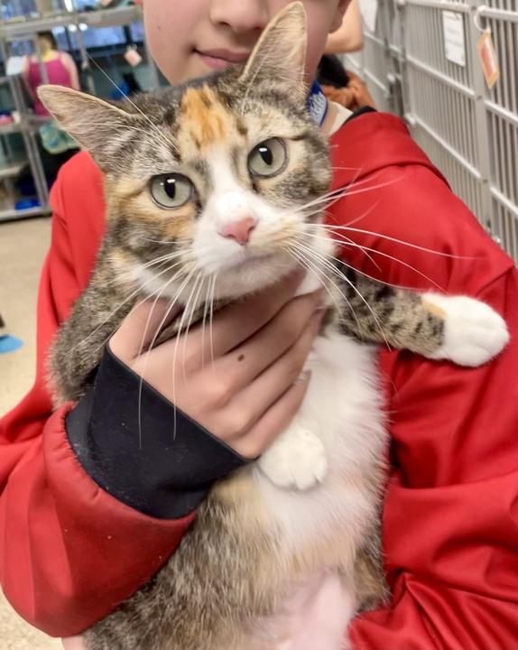 Missing Kansas cat found in Colorado and reunited with owners after 3 ...