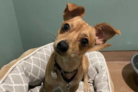 PAWS Pet of the Week: Wally - CBS Chicago