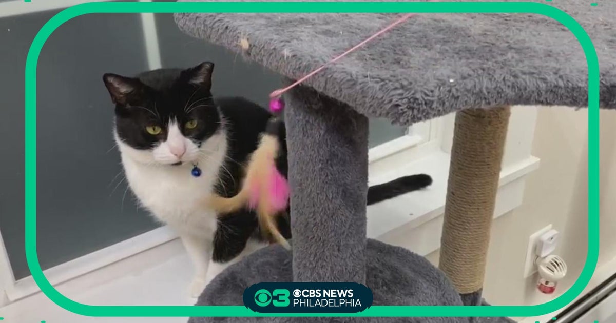 Pet project: Understanding your cat's "rude" behavior - CBS Philadelphia