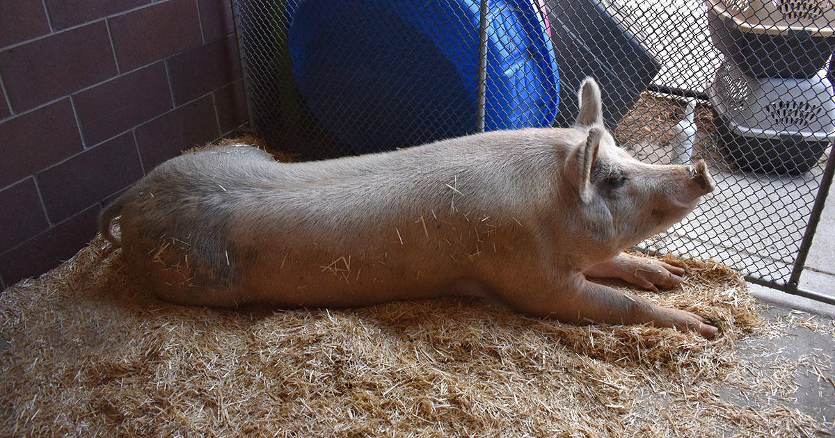 Do you recognize this Colorado pig? He was rescued after wandering ...