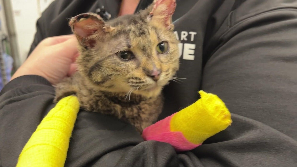 Badly-burned kitten found alive in woods 8 days after Isanti County ...