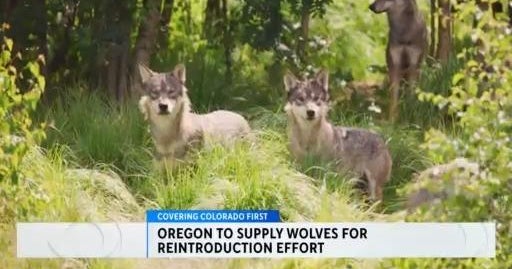 Gray wolves from Oregon will come to Colorado to help fulfill ...