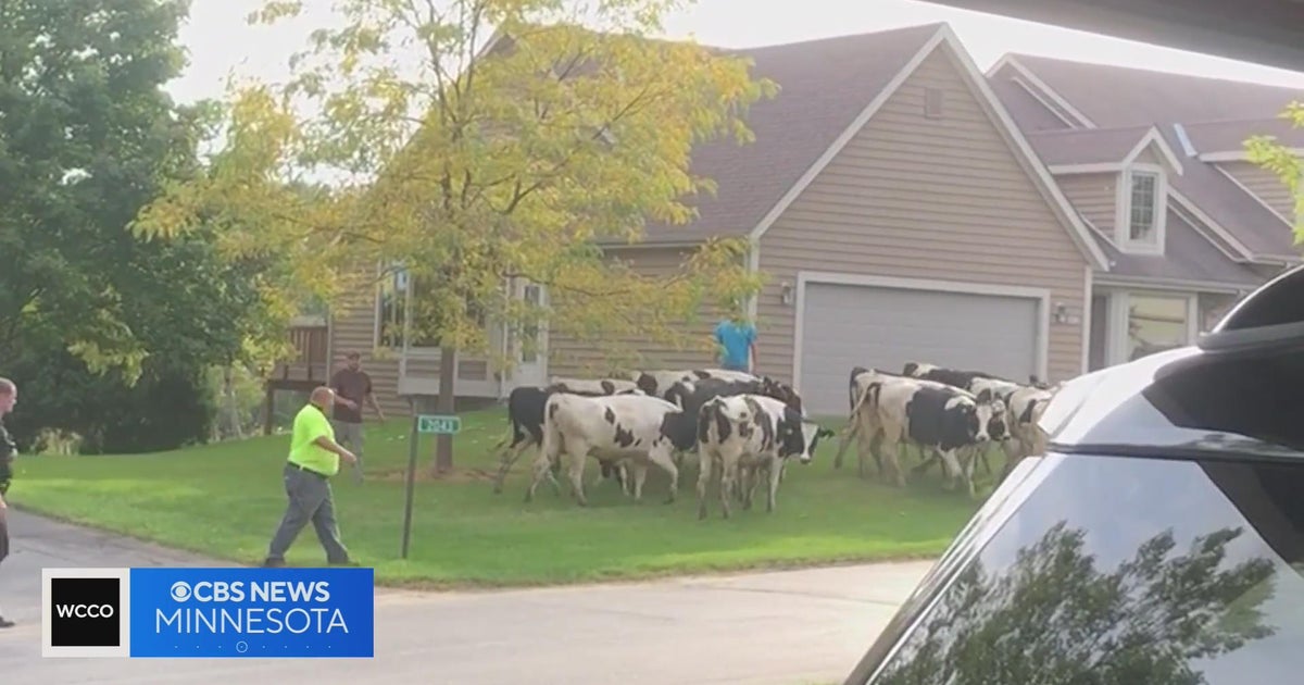 Cows go on the run in Wisconsin - CBS Minnesota