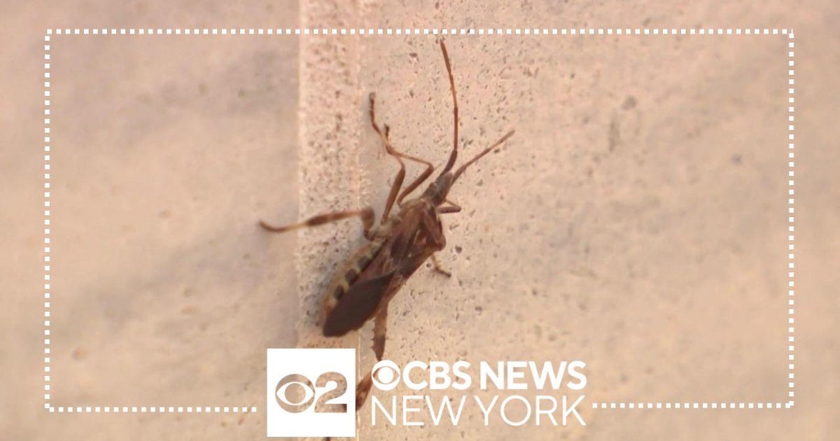 Connecticut residents seeing more stink bugs indoors - CBS New York