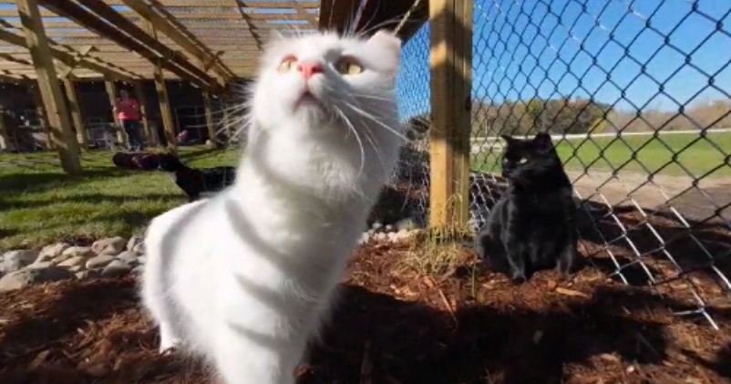 Faribault cat sanctuary unveils new outdoor playground: "People care ...