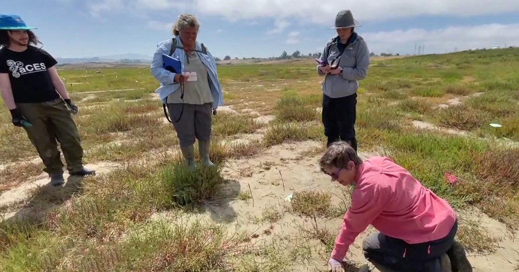 Researchers work to restore salt marsh along Monterey Bay - CBS San ...