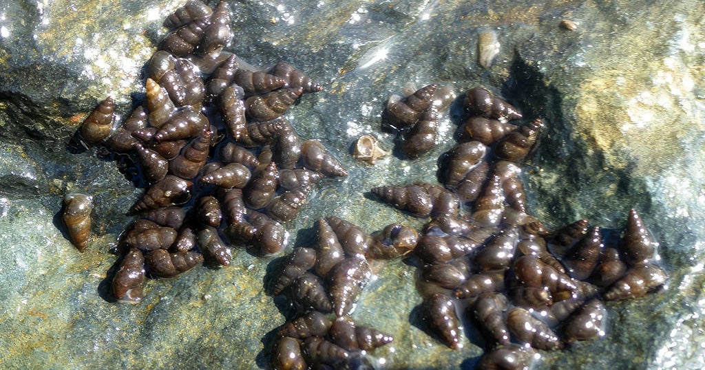 Fish and Wildlife officials find invasive snails at hatchery near Lake ...