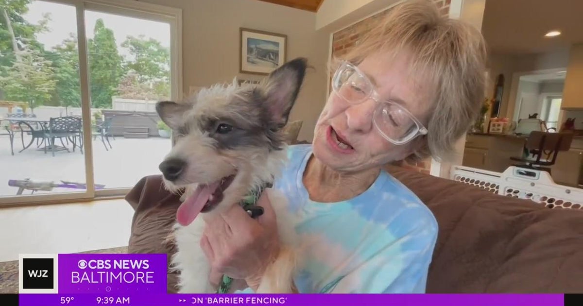 Furever Home: Meet three little dogs in a rescue foster home together ...