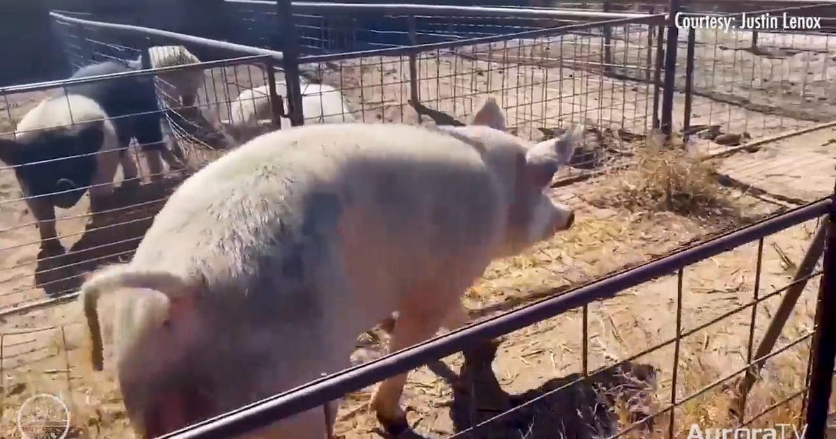 Colorado pig found living on the streets gets new home with Future ...