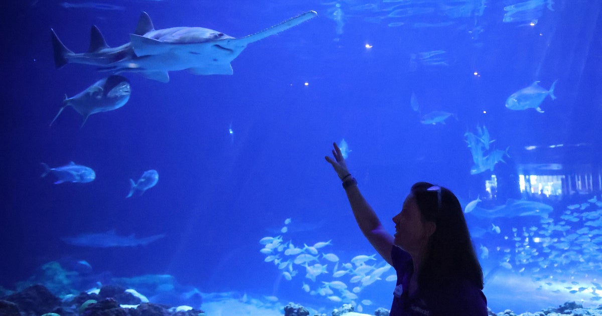 3 endangered sawfish born at SeaWorld – the first successful captive ...