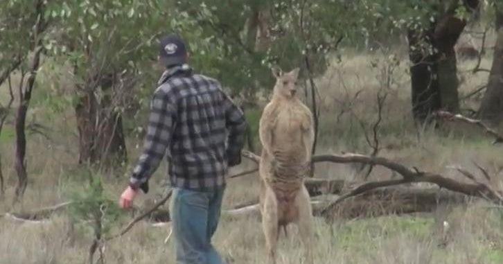 Man saves his dog from 'jacked' kangaroo - CBS Miami