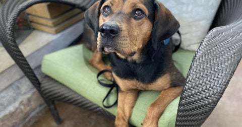 Meet our Paws Chicago Pet of the Week - Leah - CBS Chicago