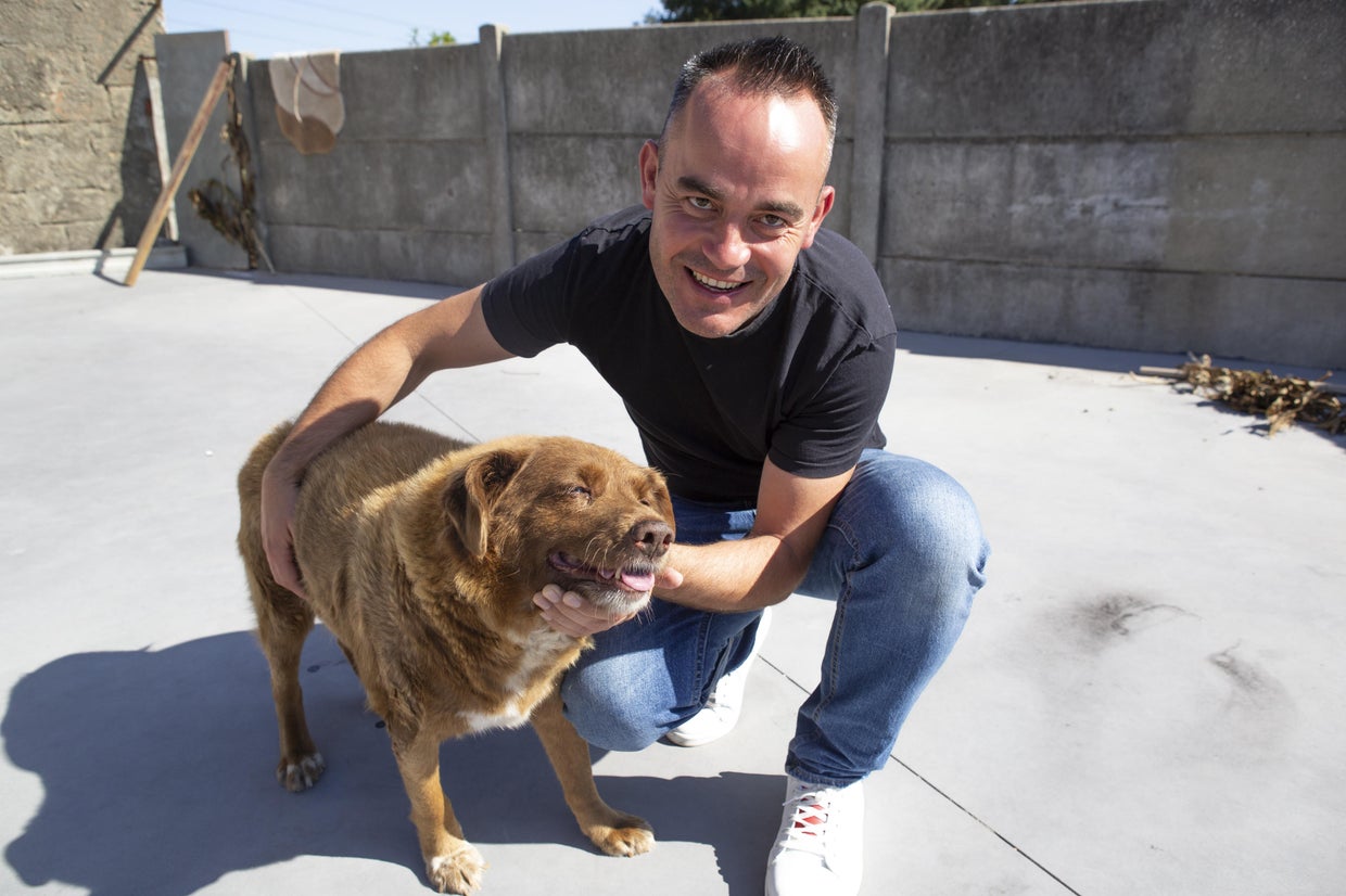 Bobi, the world's oldest dog, dies at 31 - CBS News