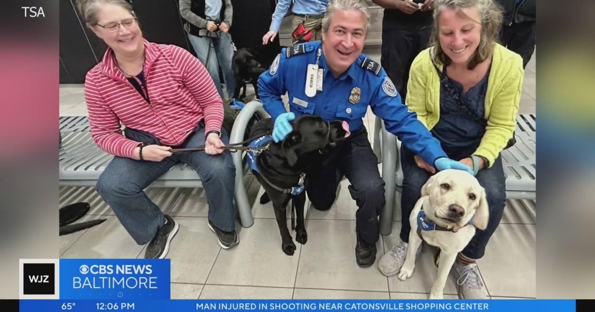 Guide dogs in training explore TSA checkpoint, other areas of BWI ... Guide dogs in training explore TSA checkpoint, other areas of BWI ...
