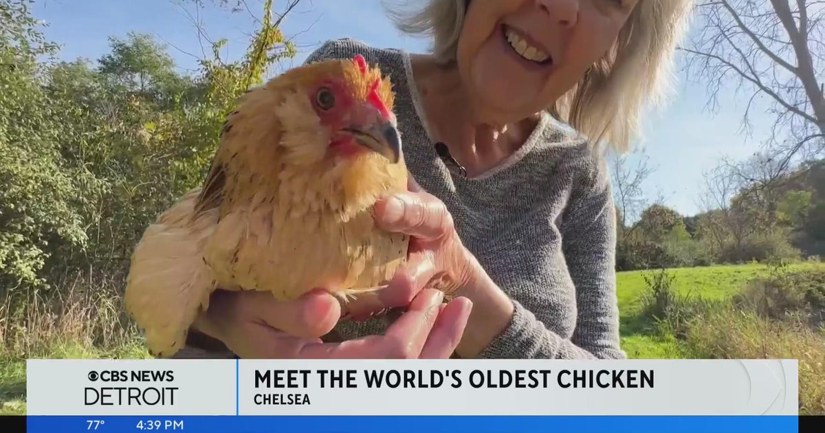 Meet Peanut: The oldest living chicken in the world calls Michigan home ...