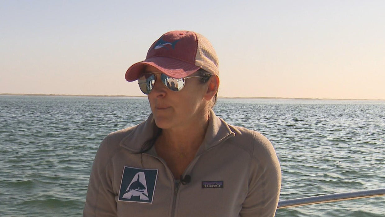Cynthia Wigren launched Atlantic White Shark Conservancy to support ...