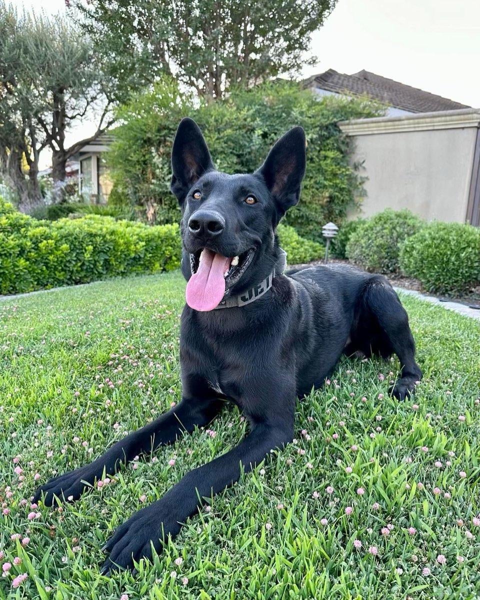 K9 stabbed, suspect shot and killed by San Joaquin County deputies near ...