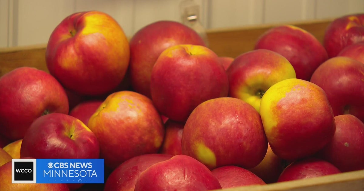 Farmers race to pick remaining apples before they freeze - CBS Minnesota