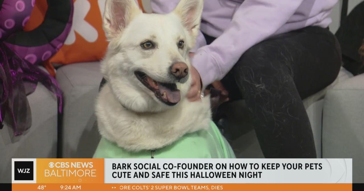 Bark Social is celebrating Halloween with furry fashion - CBS Baltimore