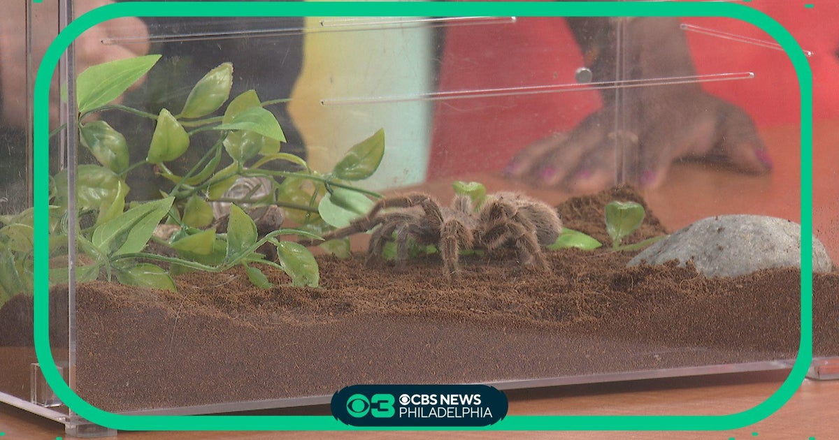 Rosie the rose-haired tarantula and Maisy the corn snake visit CBS News ...