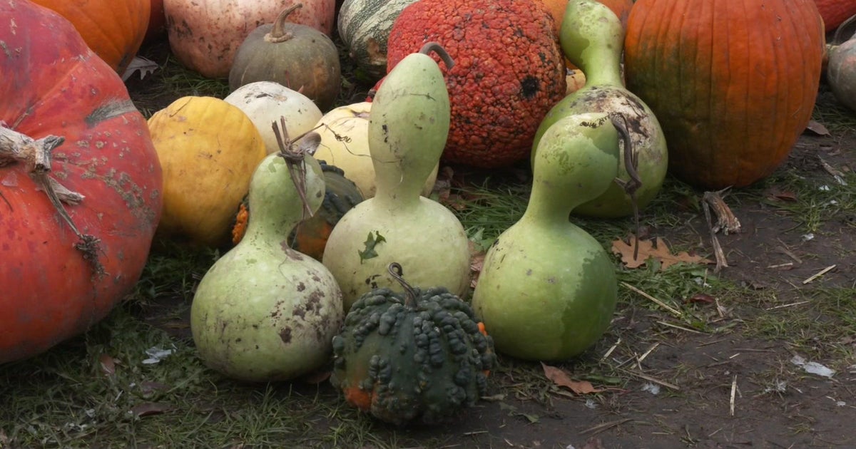 How to give your pumpkins new life after Halloween - CBS Minnesota